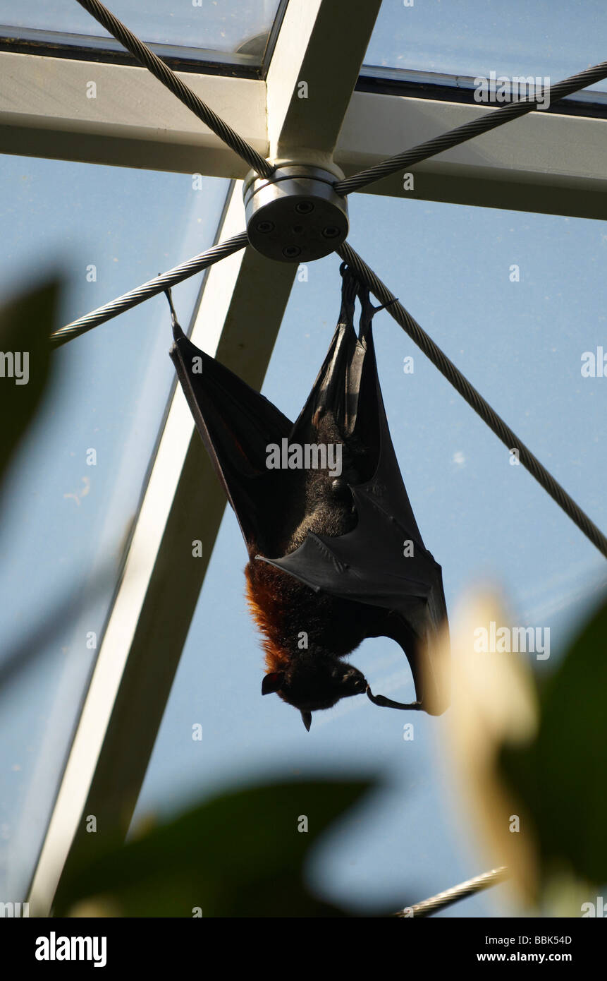 Large Flying Fox aka kalang in Tiergarten Vienna zoo Stock Photo - Alamy