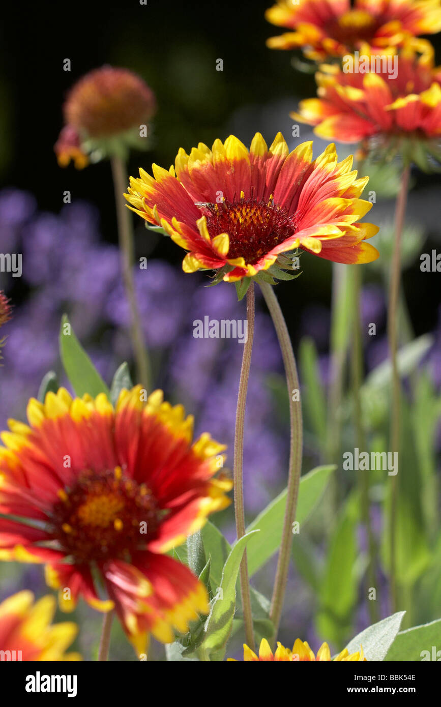 Gallardia flowers up close Stock Photo - Alamy