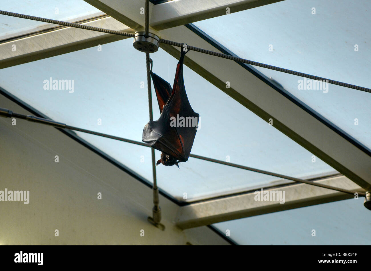 Large Flying Fox aka kalang in Tiergarten Vienna zoo Stock Photo - Alamy