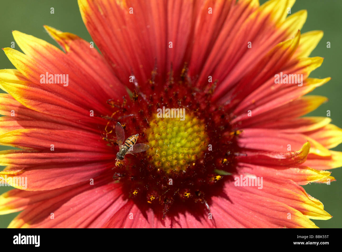 Gallardia flowers up close Stock Photo - Alamy