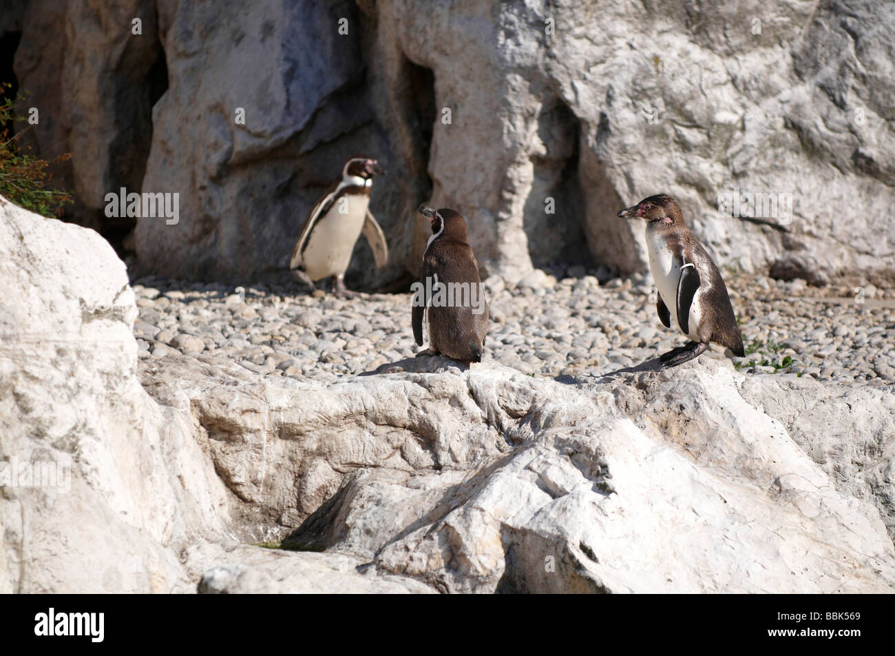 The Humboldt Penguin AKA Peruvian Penguin in Tiergarten Vienna zoo ...