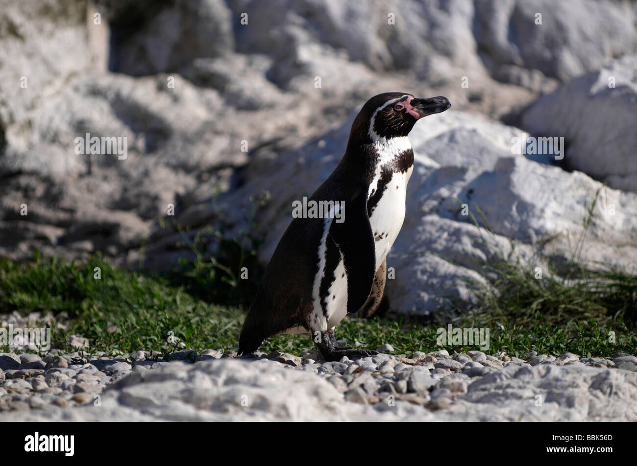 The Humboldt Penguin AKA Peruvian Penguin in Tiergarten Vienna zoo ...