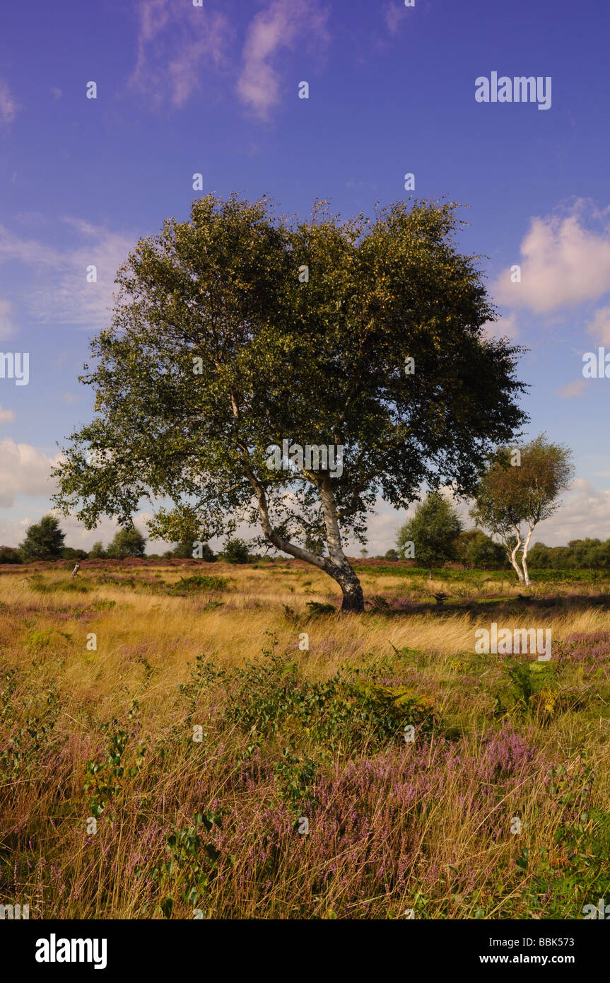 Heath landscapes hi-res stock photography and images - Alamy