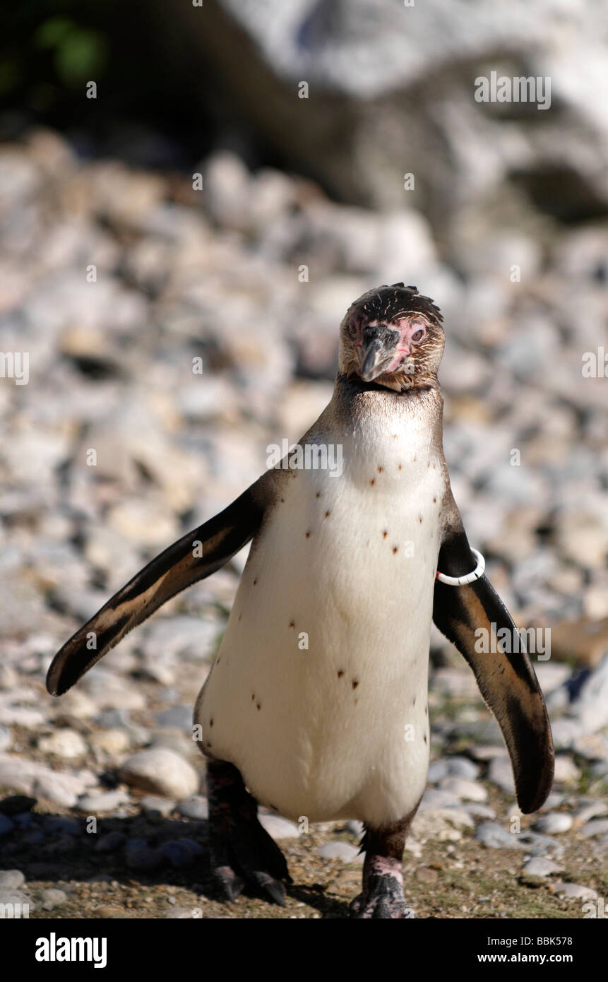 The Humboldt Penguin AKA Peruvian Penguin in Tiergarten Vienna zoo ...