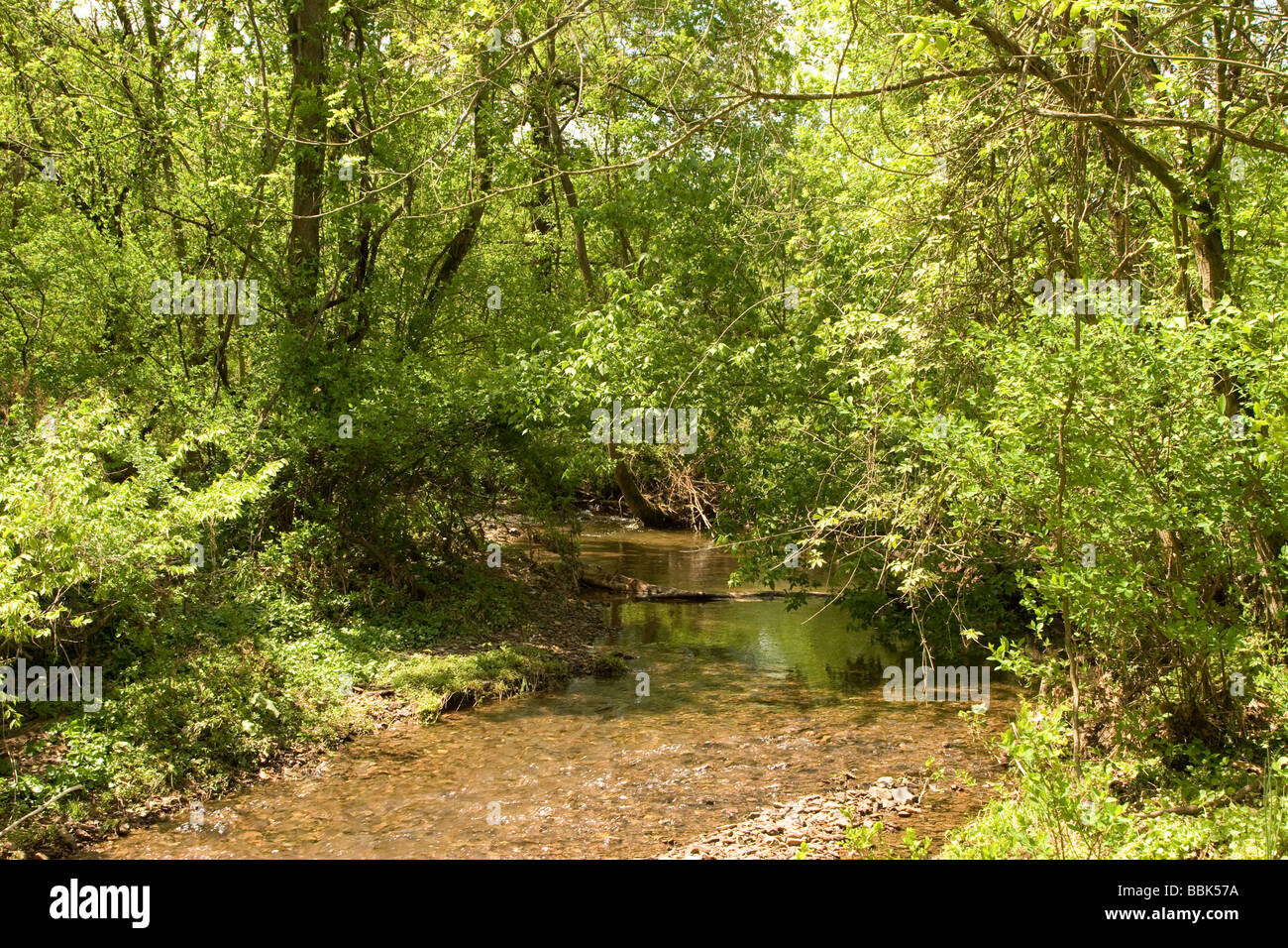 Brook in a forest Stock Photo - Alamy
