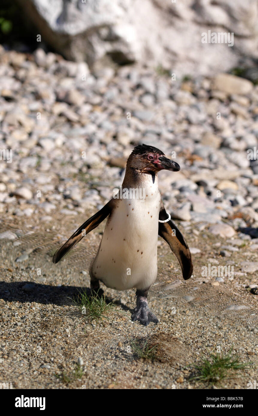The Humboldt Penguin AKA Peruvian Penguin in Tiergarten Vienna zoo ...