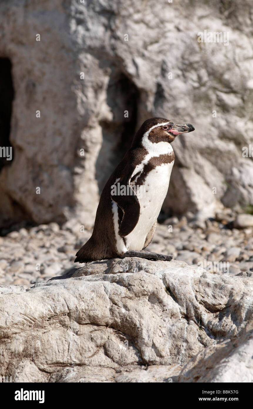 The Humboldt Penguin AKA Peruvian Penguin in Tiergarten Vienna zoo ...