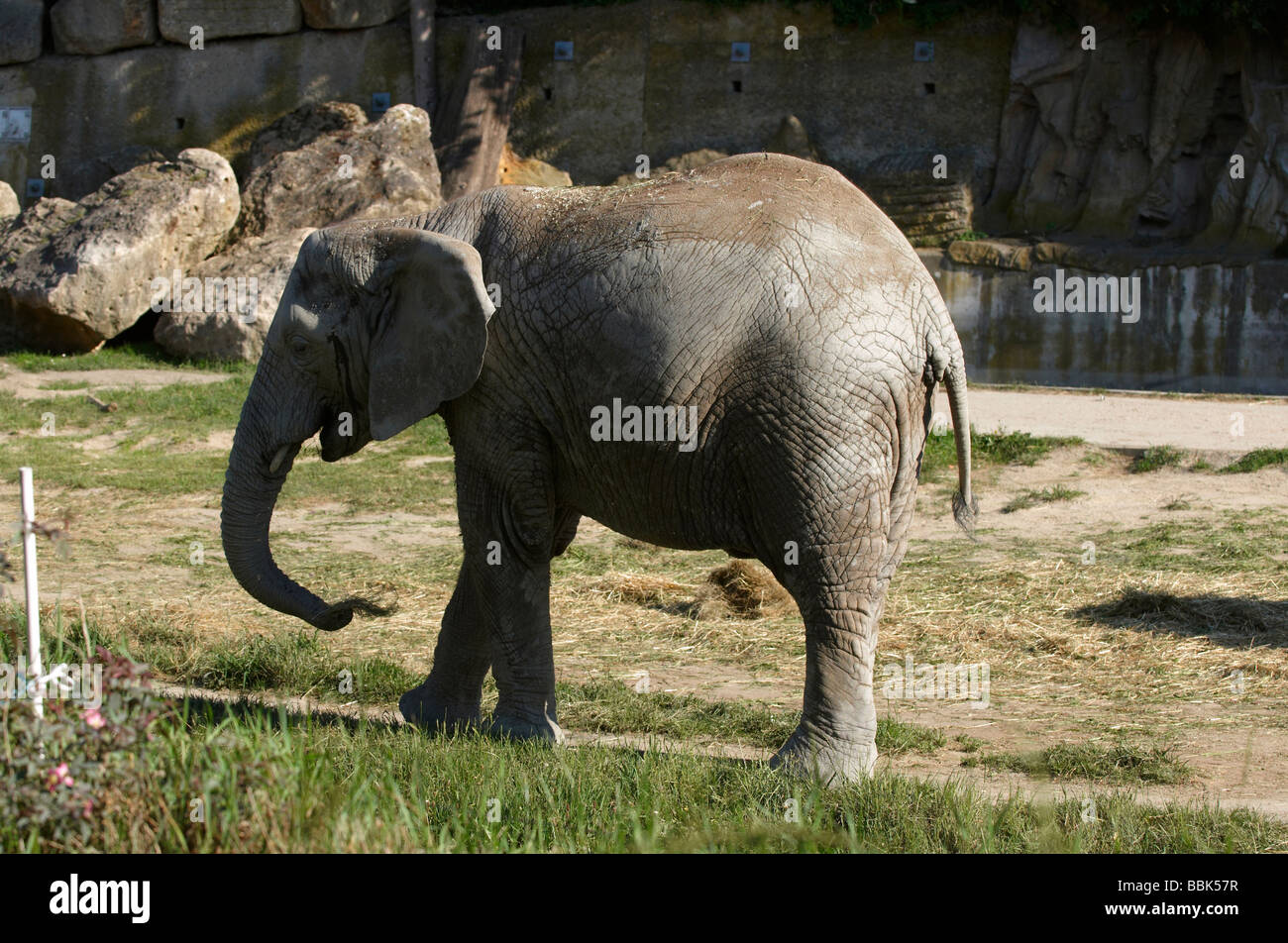Big elephant in Tiergarten Vienna zoo Stock Photo - Alamy