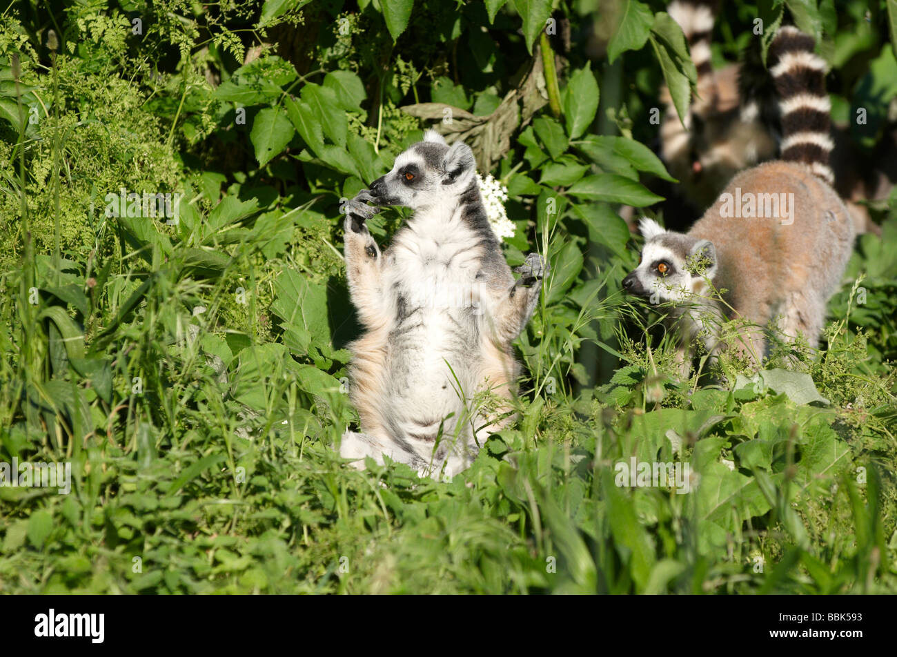 Ring tailed Lemur in Tiergarten Vienna zoo Stock Photo - Alamy