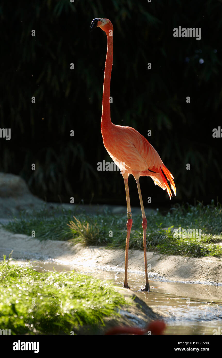 Pink greater Flamingo in Tiergarten Vienna zoo Stock Photo - Alamy