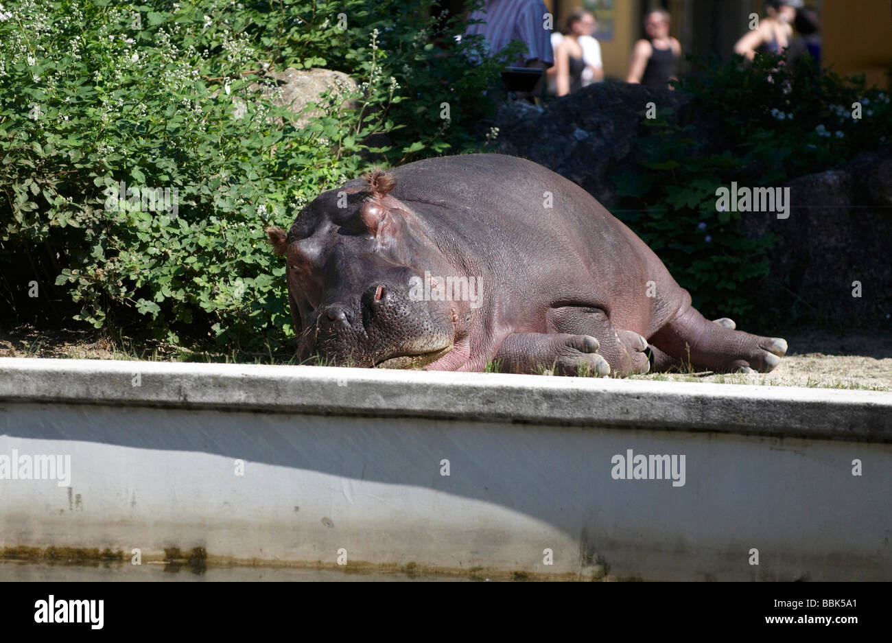 Big hippo rest in Tiergarten Vienna zoo Stock Photo - Alamy