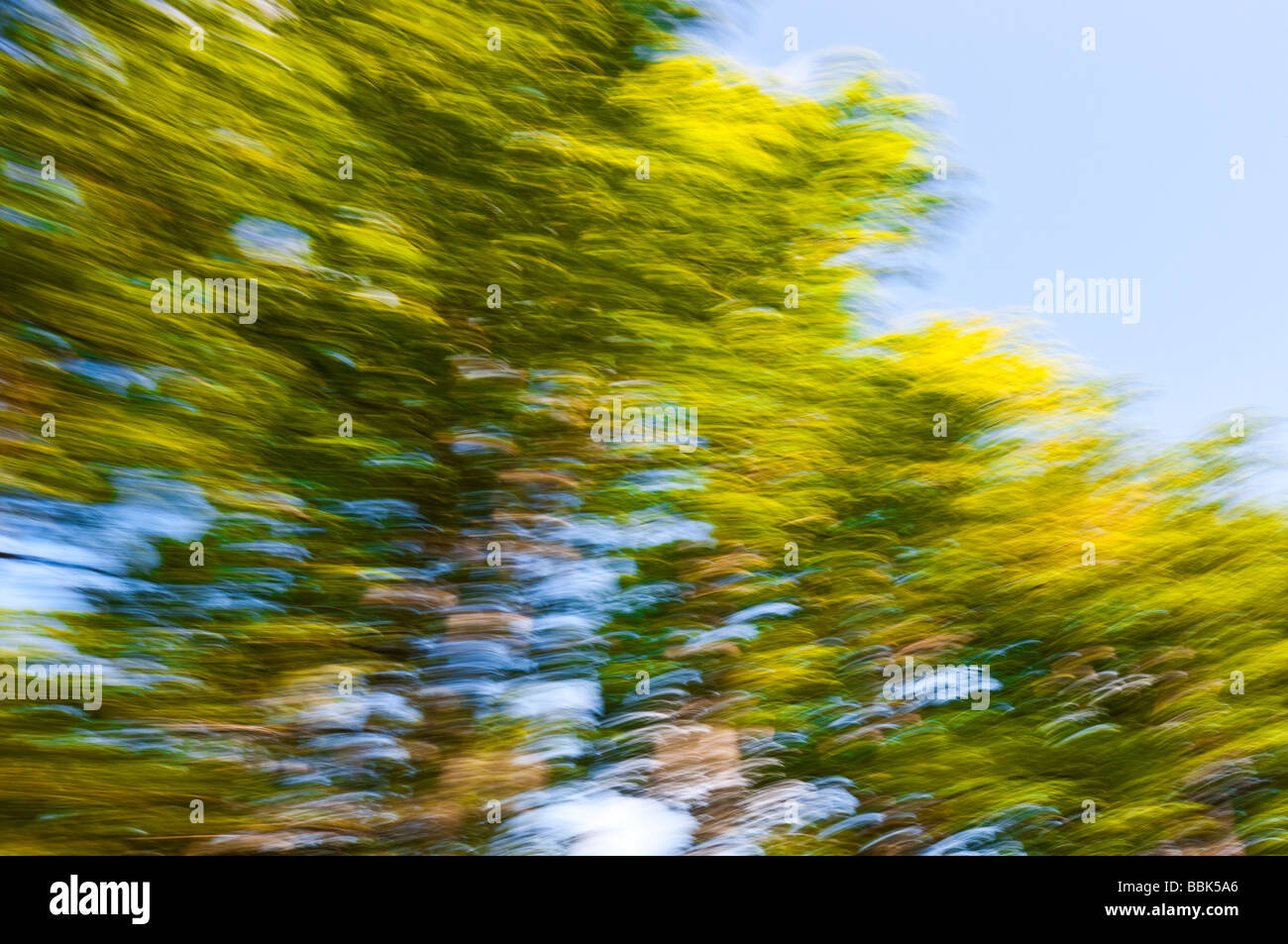 Blurred trees background, France Stock Photo - Alamy