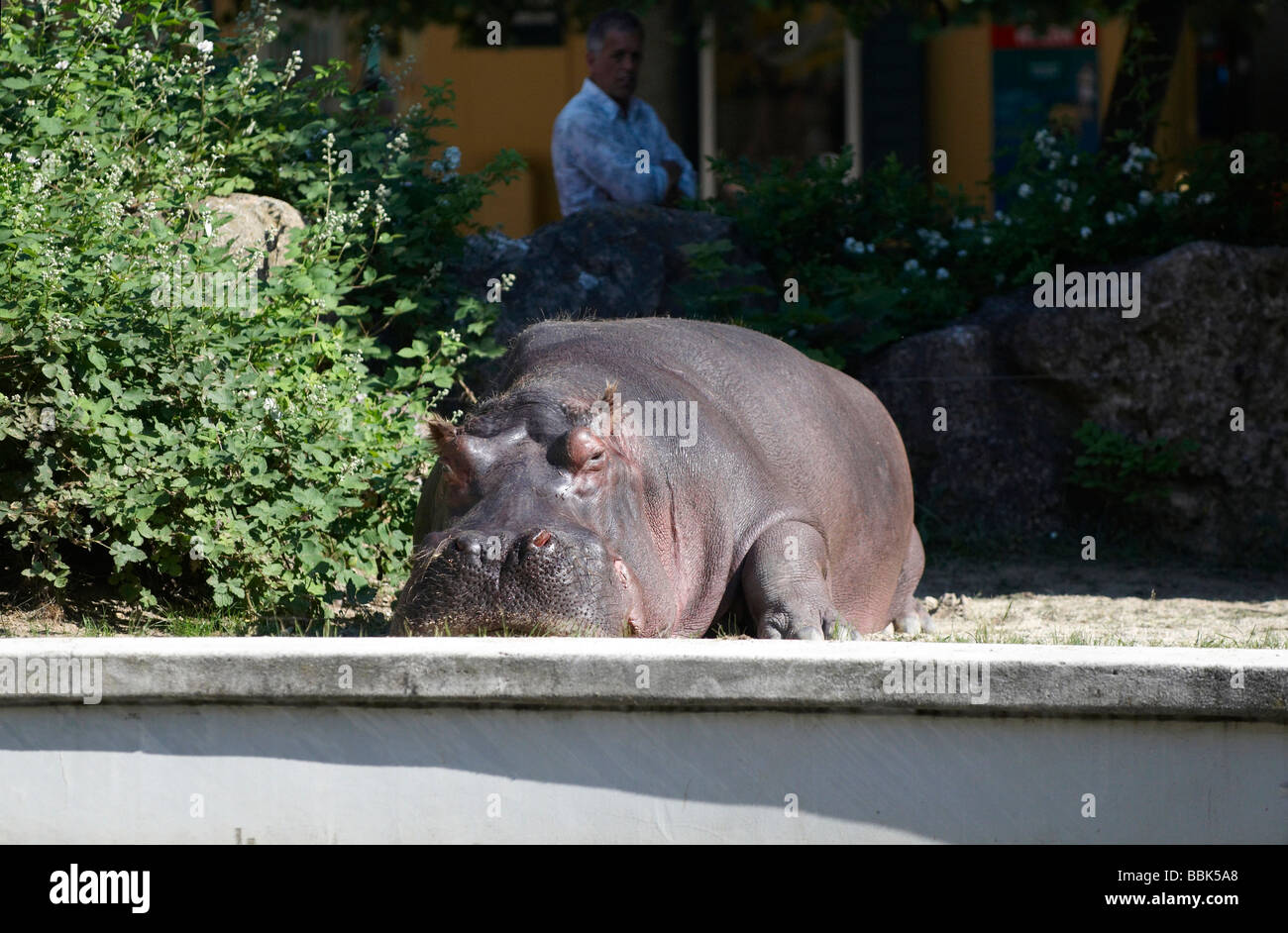 Vienna zoo hippopotamus hi-res stock photography and images - Alamy