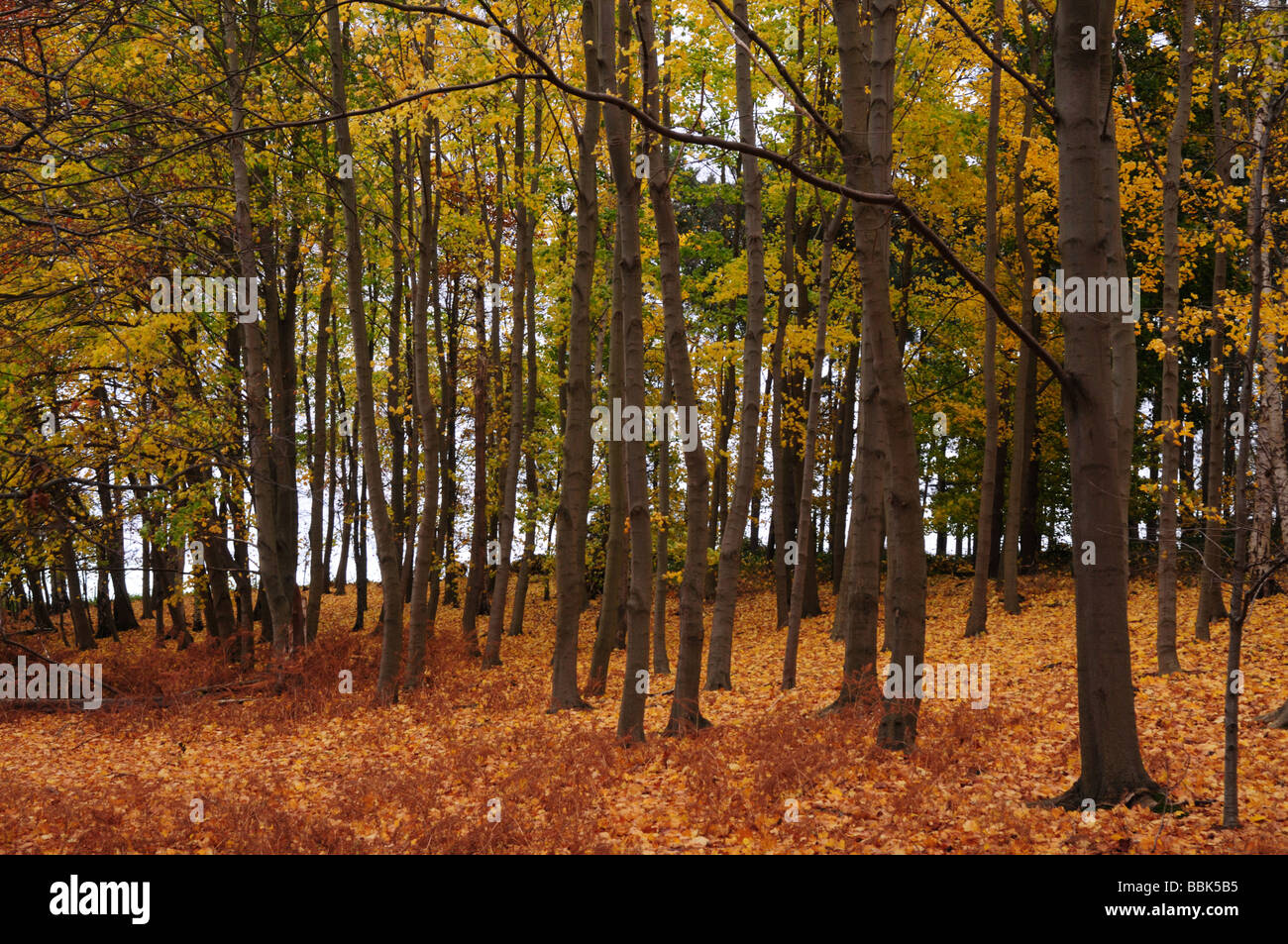 Birch Trees and fallen leaves in Tunstall Forest Suffolk November Stock ...
