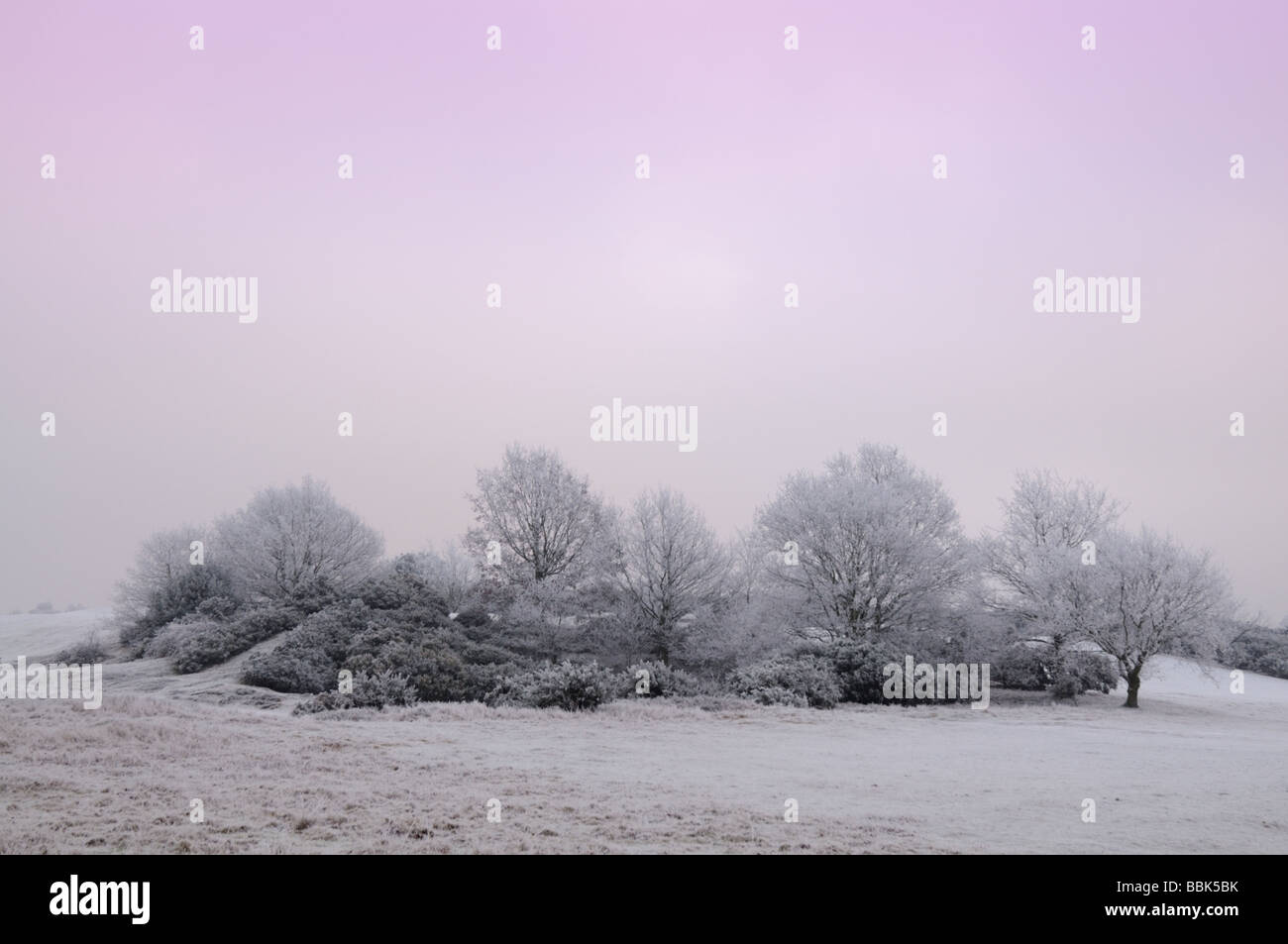 Early Morning heavy frost Winter Rushmere Heath Ipswich Suffolk Stock ...