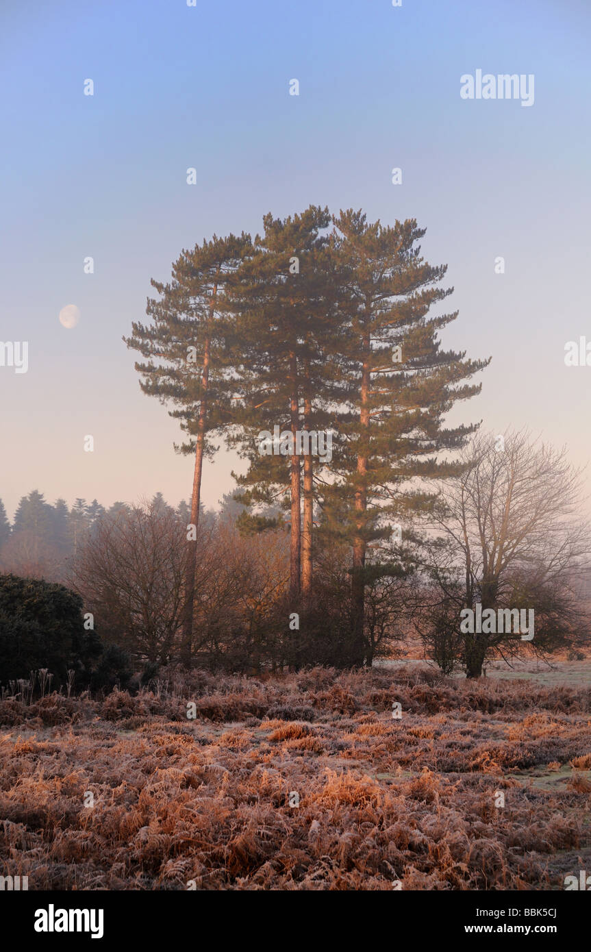 Pine Trees light Frost & Moon Tunstall Forest Suffolk England Stock ...