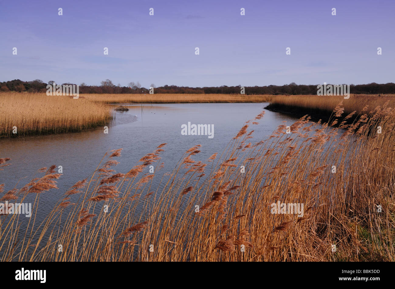 River Alde Snape Suffolk England Stock Photo - Alamy