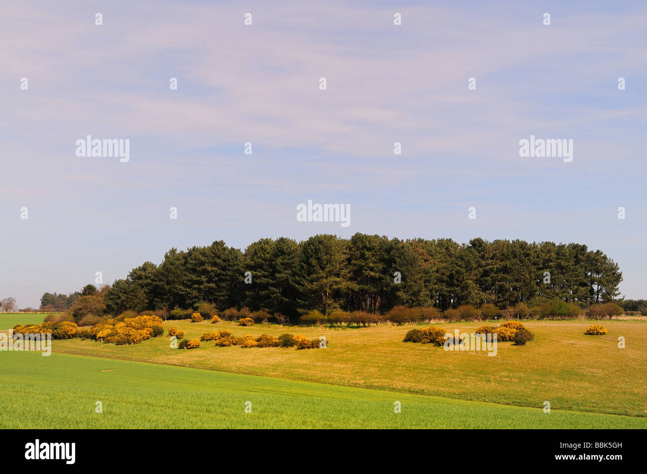 Woods amongst farmland Wantisden Suffolk England Stock Photo - Alamy