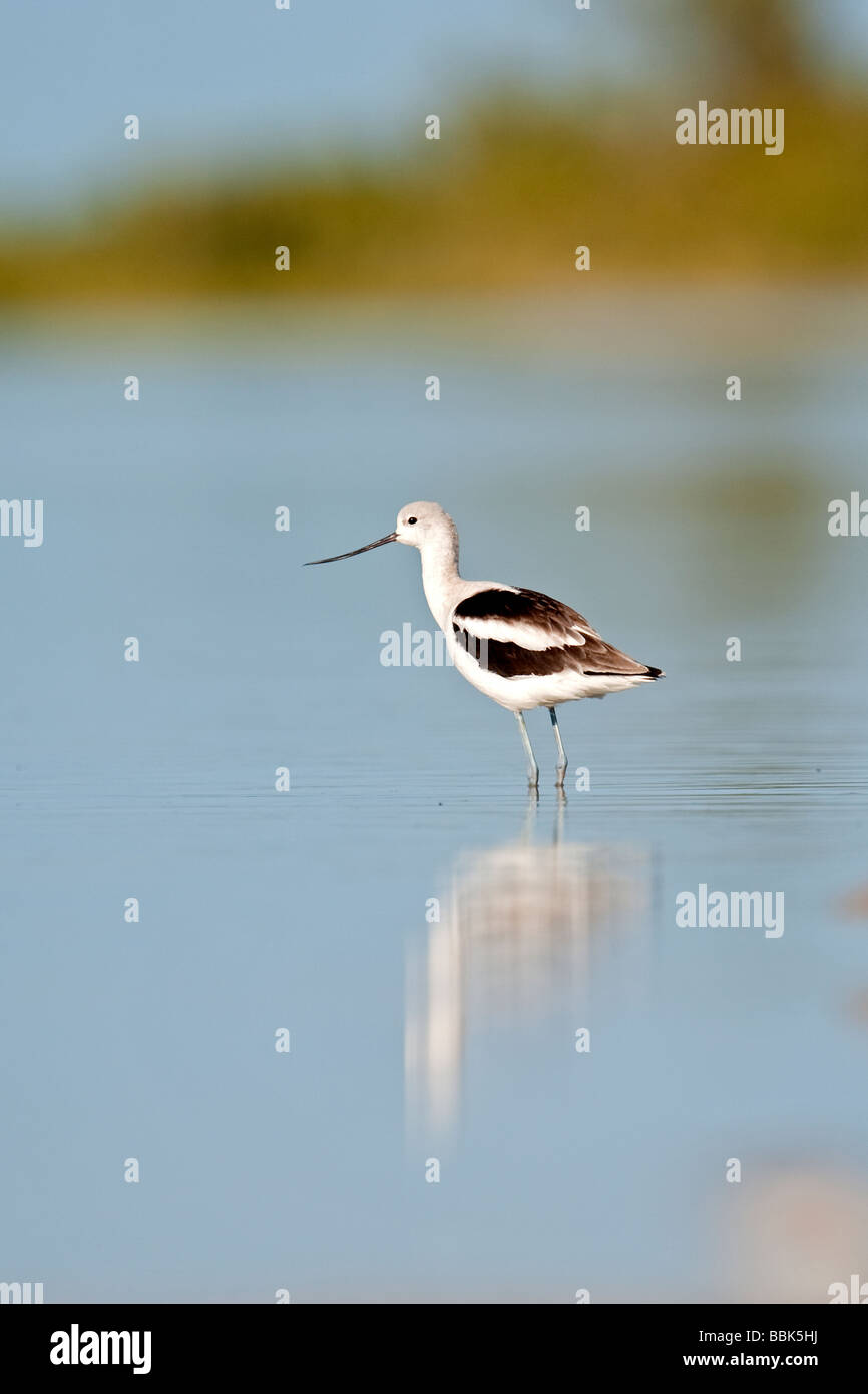 Avocet legs hi-res stock photography and images - Alamy