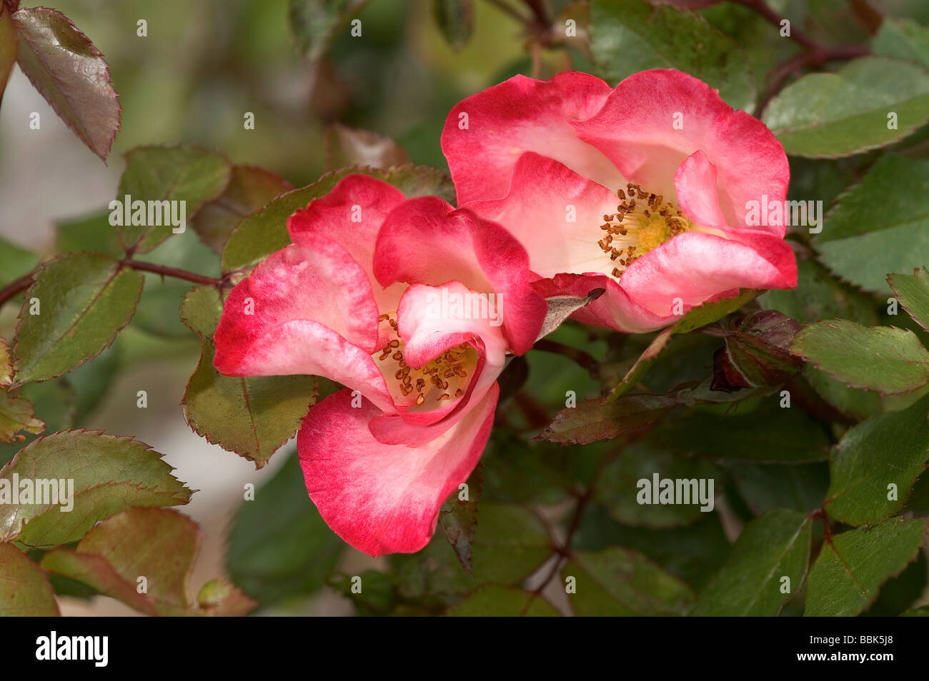 Rosa;Shrub Rose;'Cherry Meillandecor';Two flowers Stock Photo - Alamy
