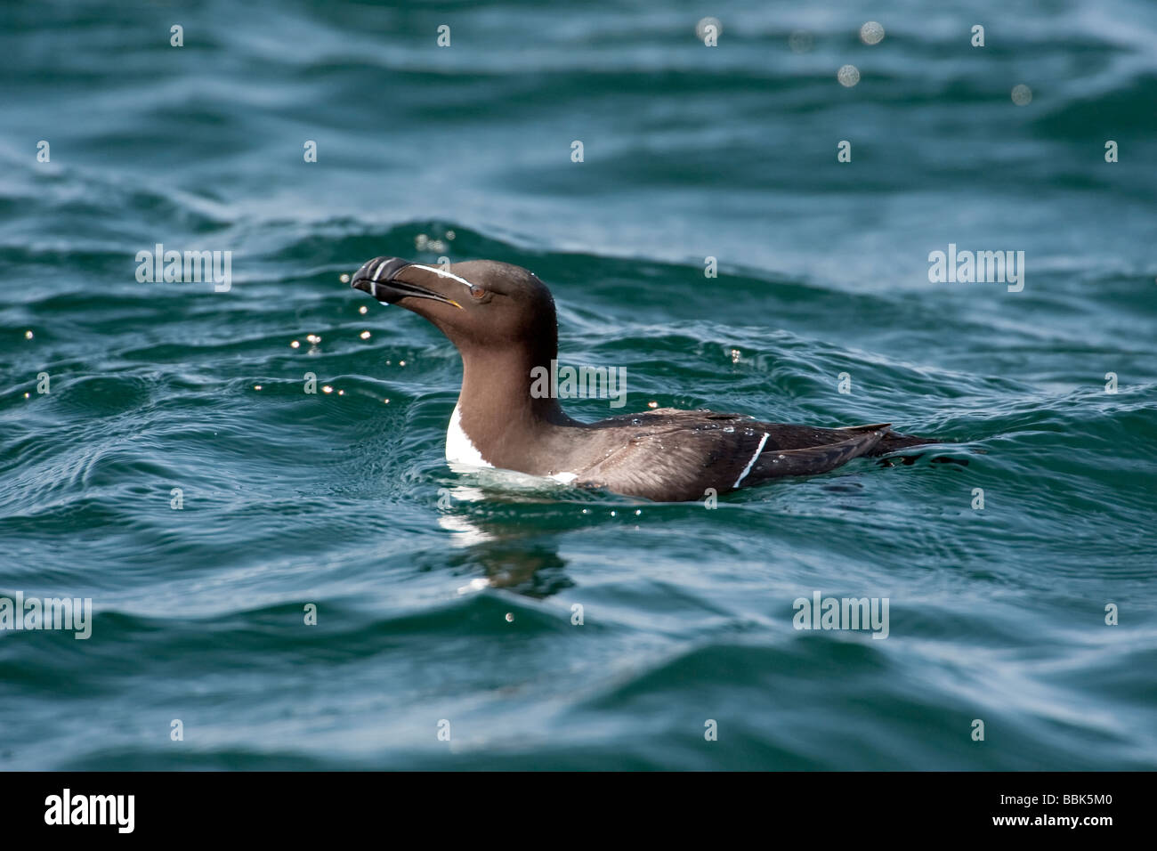 Razorbill underwater hi-res stock photography and images - Alamy