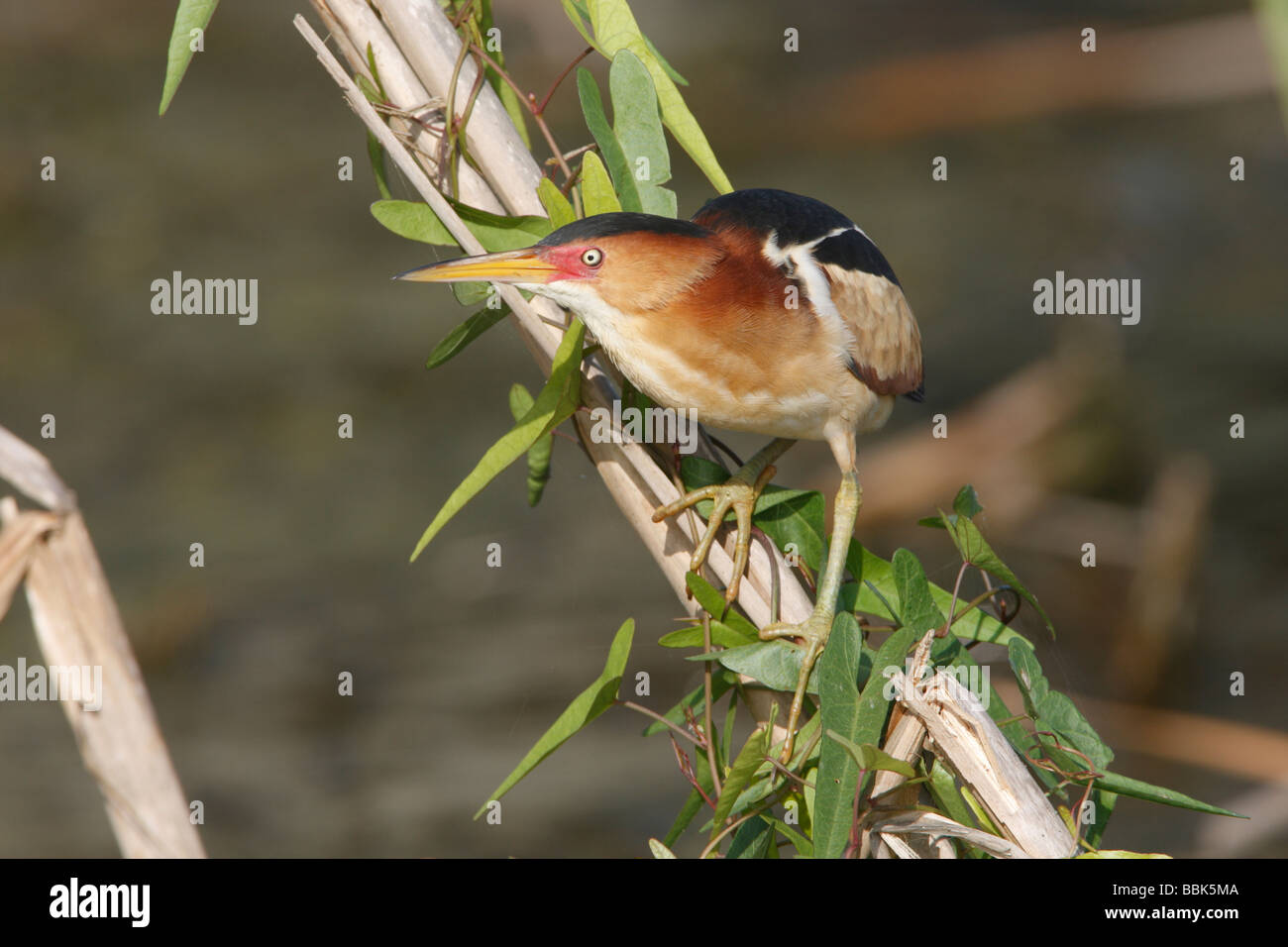 Bittern hi-res stock photography and images - Alamy