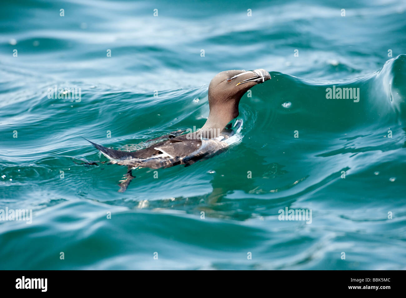 Razorbill underwater hi-res stock photography and images - Alamy
