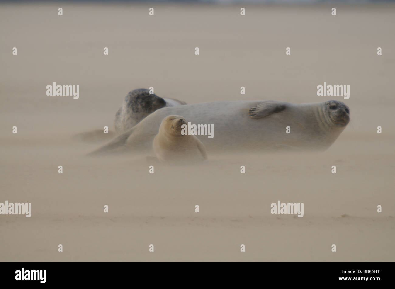 Common Seals Blakeney Point High Resolution Stock Photography and ...