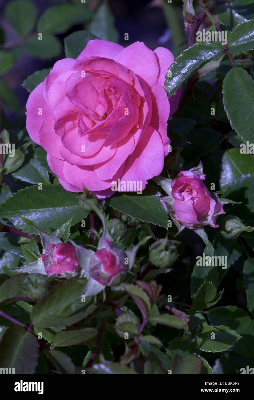 Rosa;Shrub Rose;'Coral Border'; Single flower with buds Stock Photo - Alamy