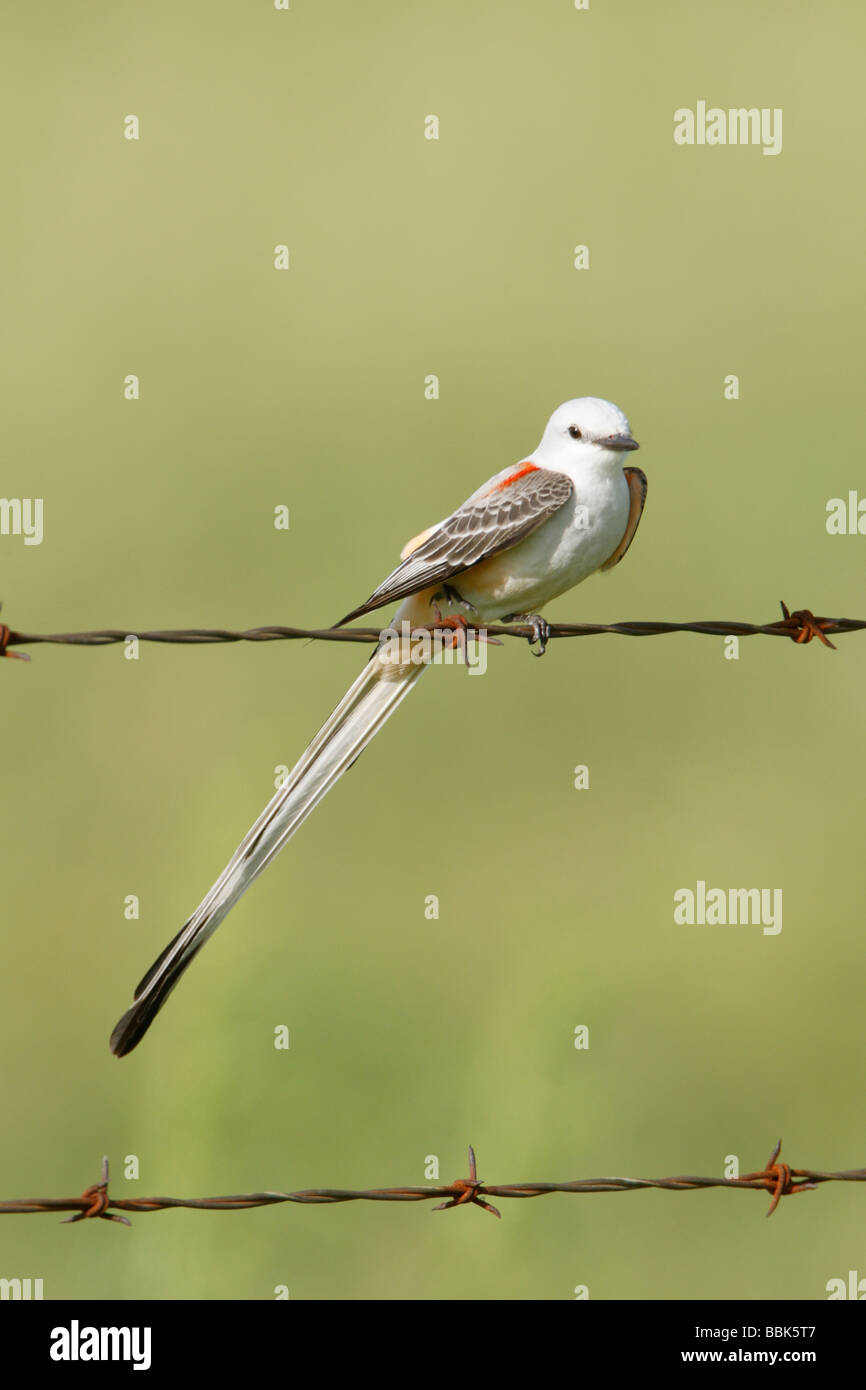 Scissor tailed Flycatcher Perched on Fence - Vertical Stock Photo - Alamy