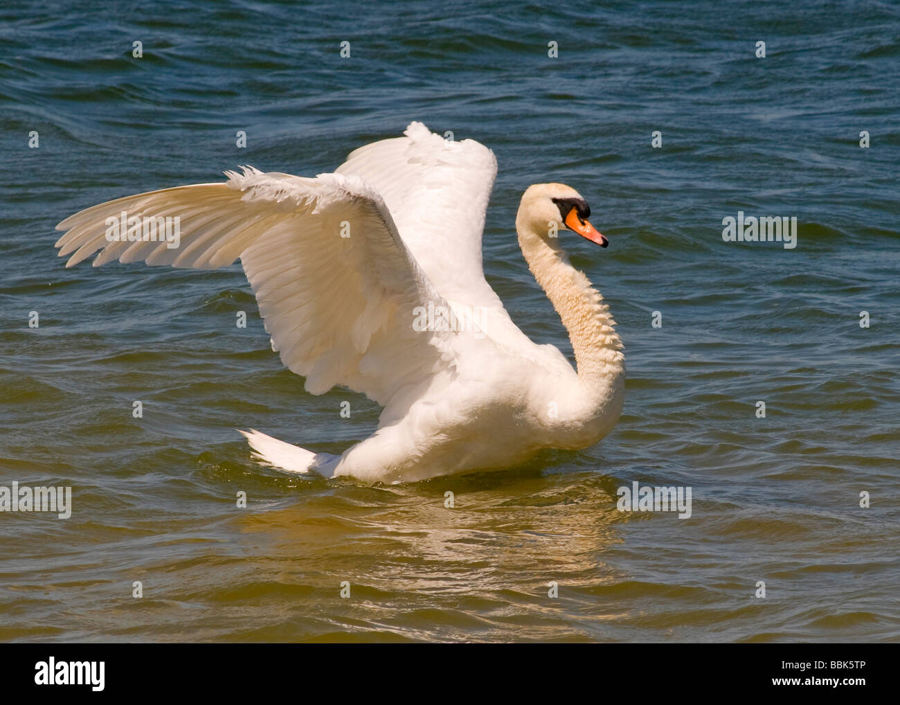 Swan wings hi-res stock photography and images - Alamy