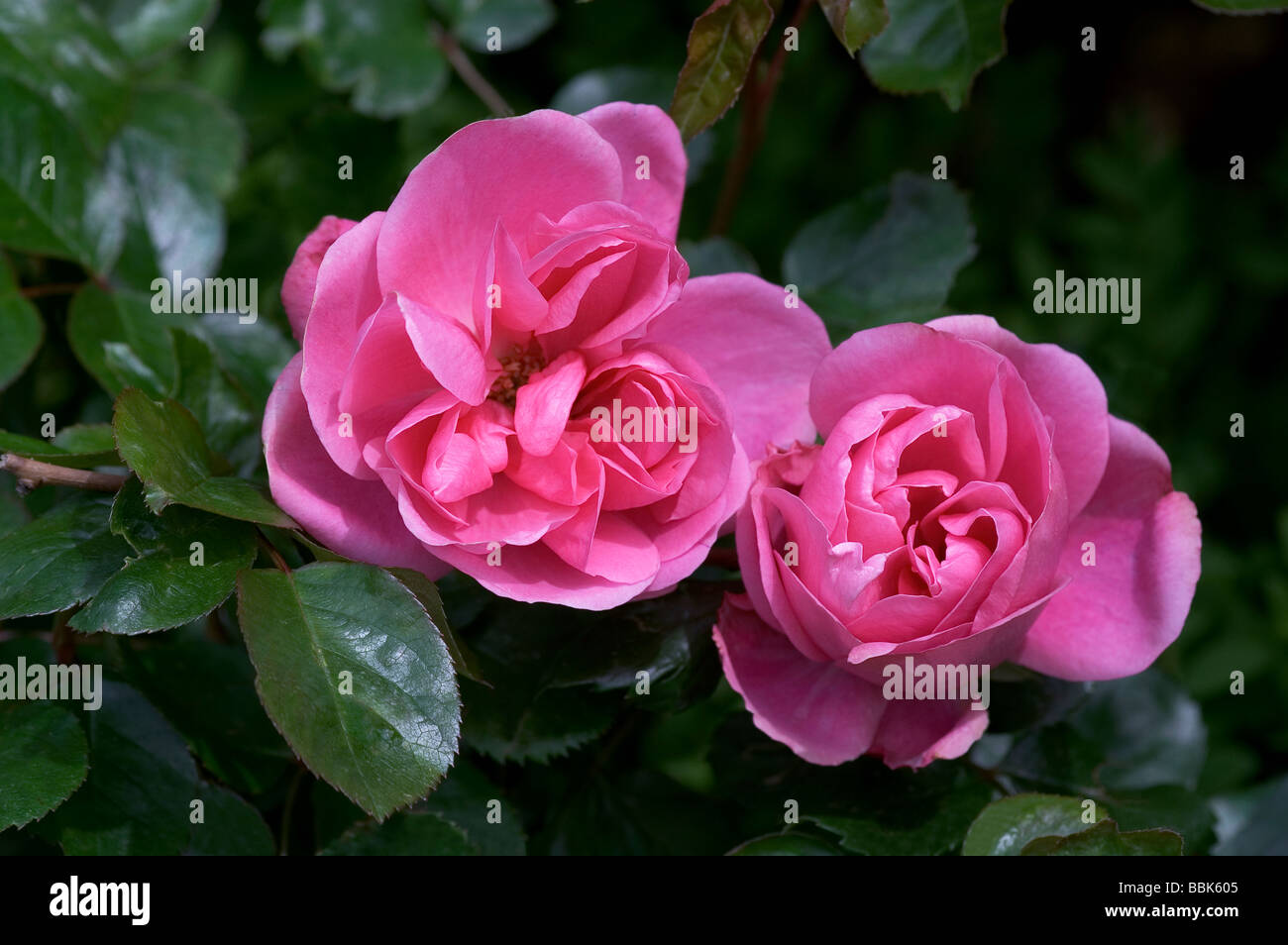 Rosa;Shrub Rose;'Deborah'; Two flowers Stock Photo - Alamy
