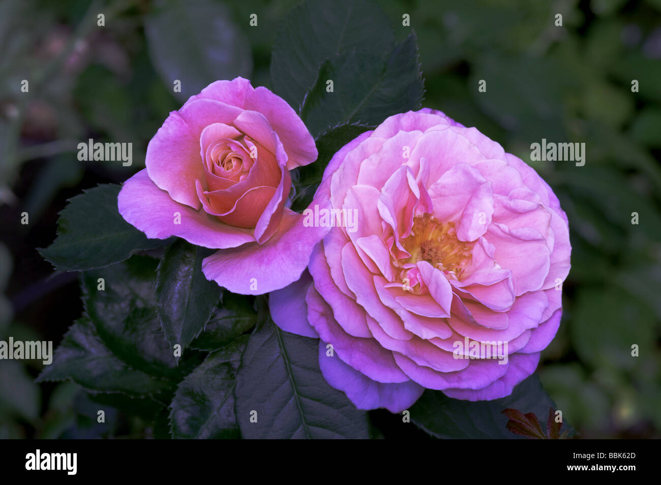 Rosa francis james hi-res stock photography and images - Alamy