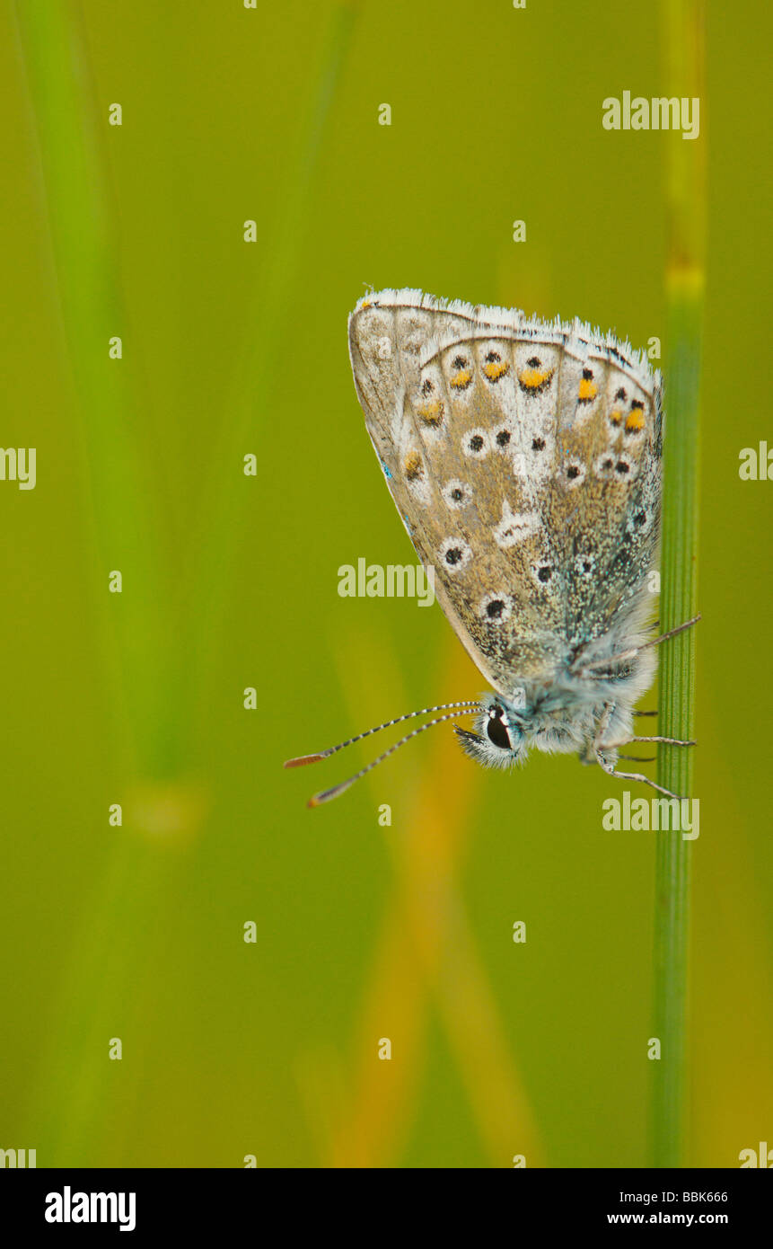 Common Blue Male on grass stem Stock Photo - Alamy