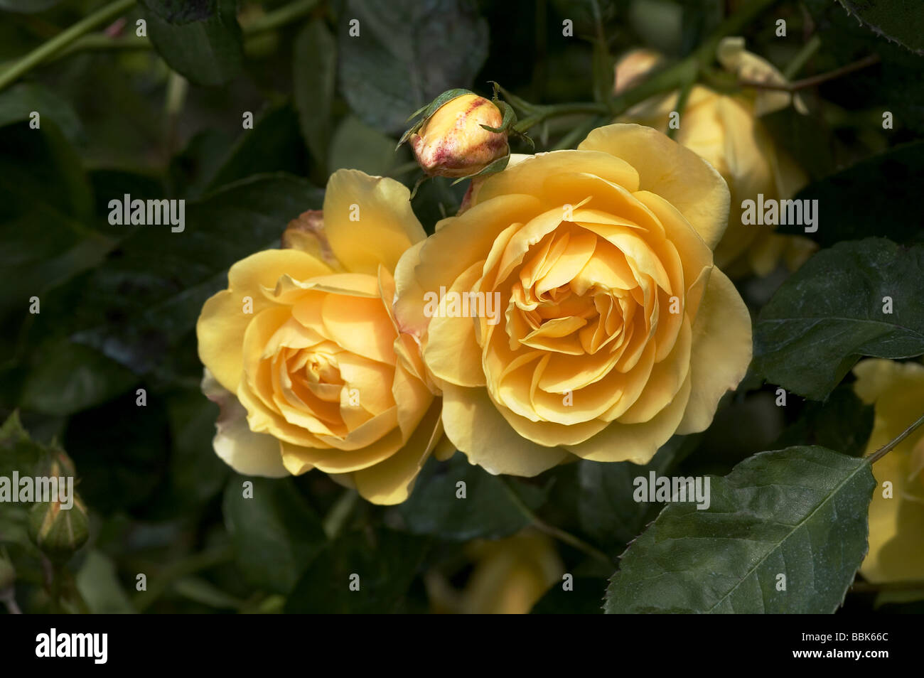 Rosa;Shrub Rose;'Graham Thomas';Two flowers with buds Stock Photo - Alamy