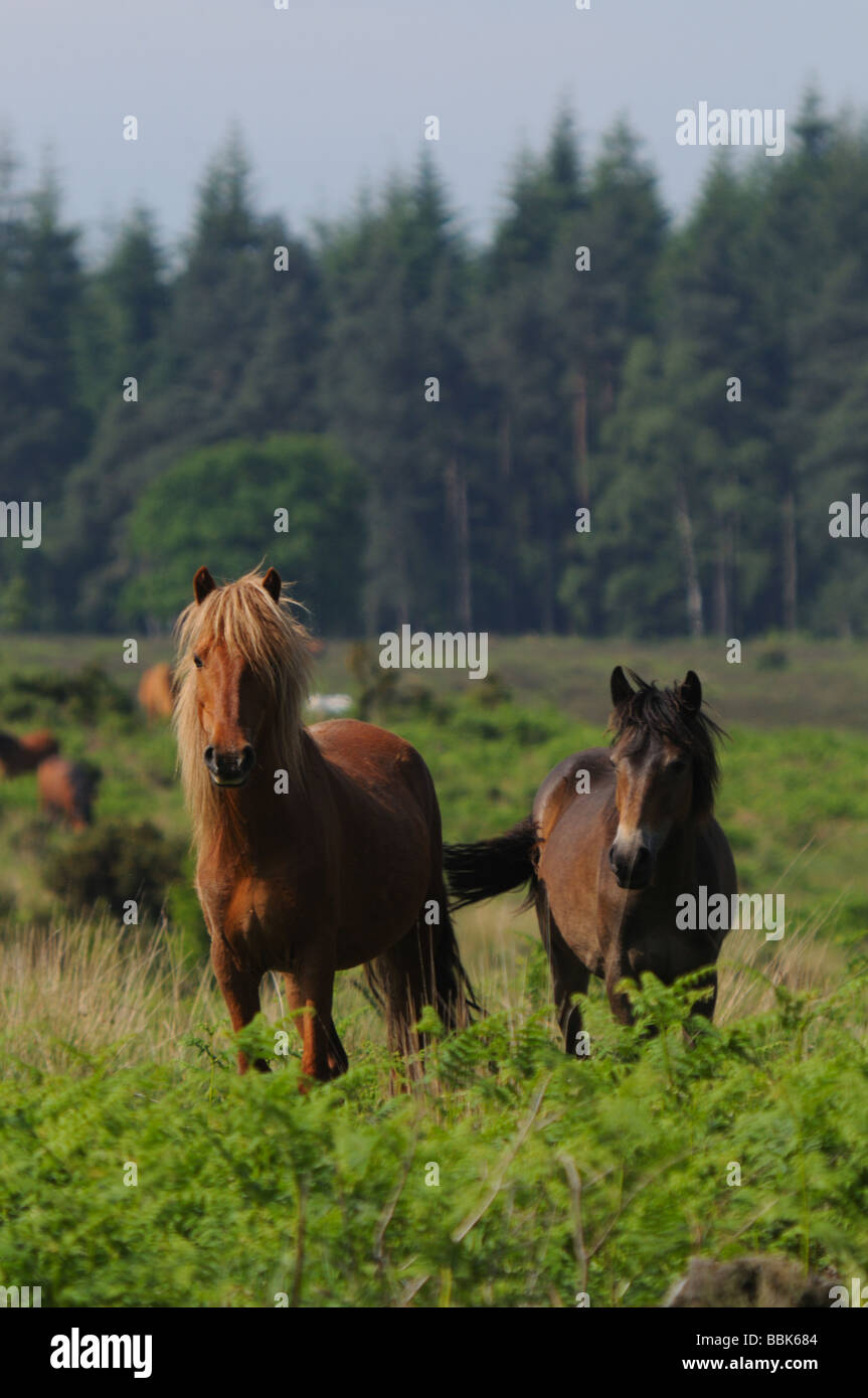 British wild ponies hi-res stock photography and images - Alamy