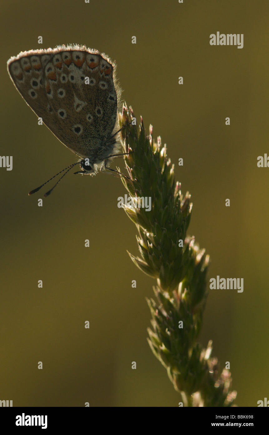 Common Blue butterfly Stock Photo - Alamy