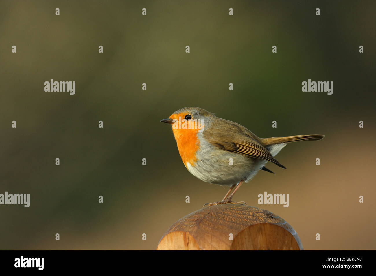 Robin on stair post in Devon UK Stock Photo - Alamy