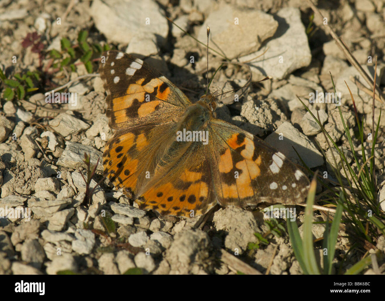 Painted lady at rest with wings open hi-res stock photography and ...
