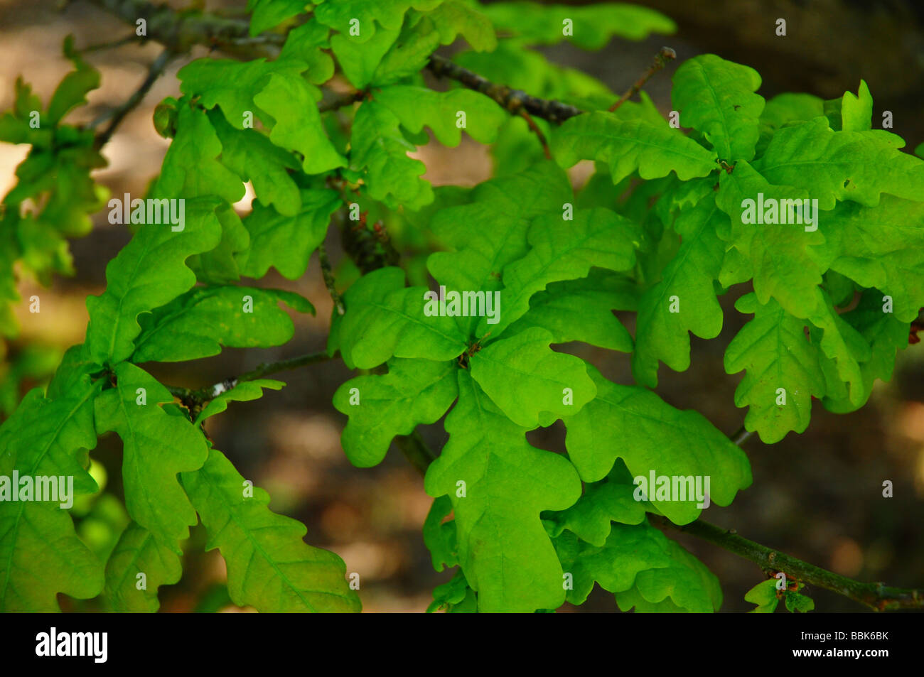 Young Oak Tree High Resolution Stock Photography and Images - Alamy