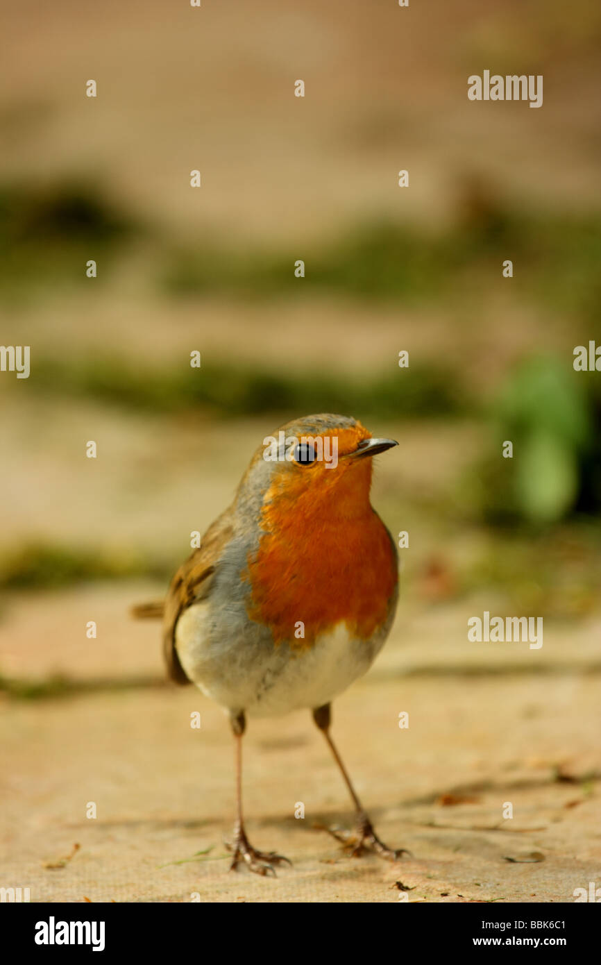 Robin on paving in garden in Devon UK 2009 Stock Photo - Alamy