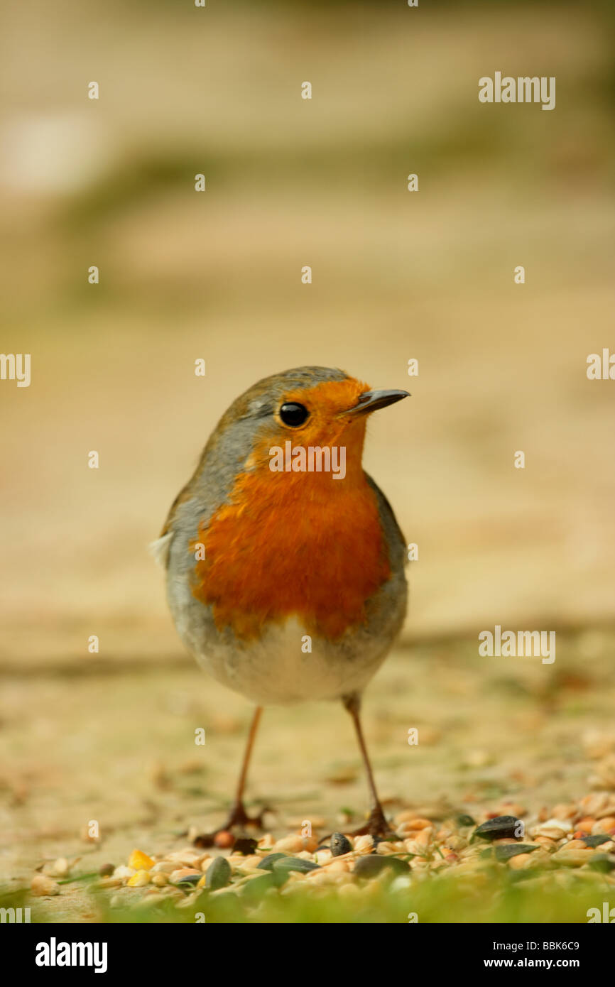 Uk robins hi-res stock photography and images - Alamy