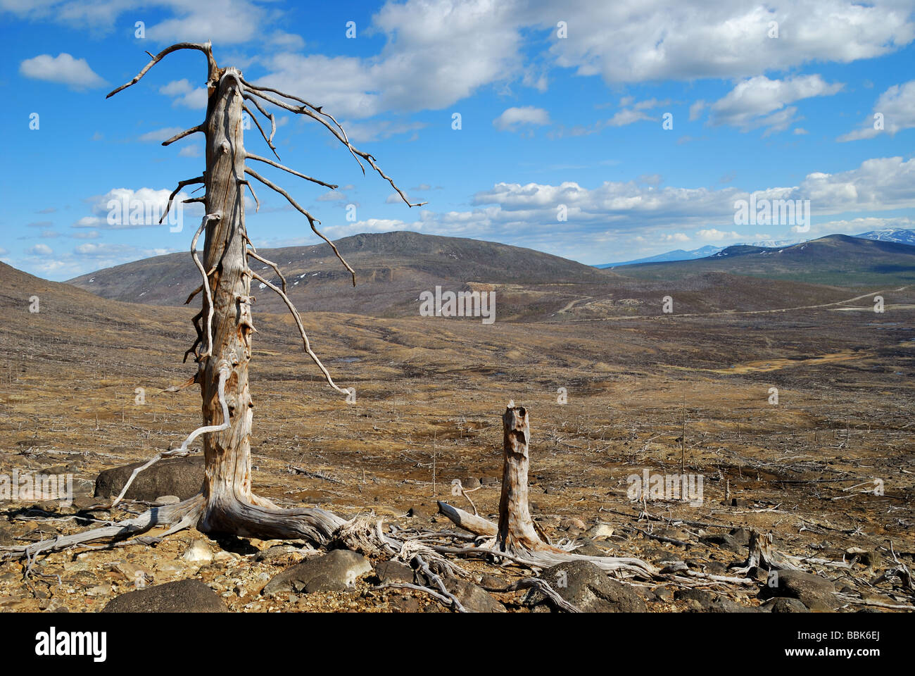 Dead tree stump erosion hi-res stock photography and images - Alamy
