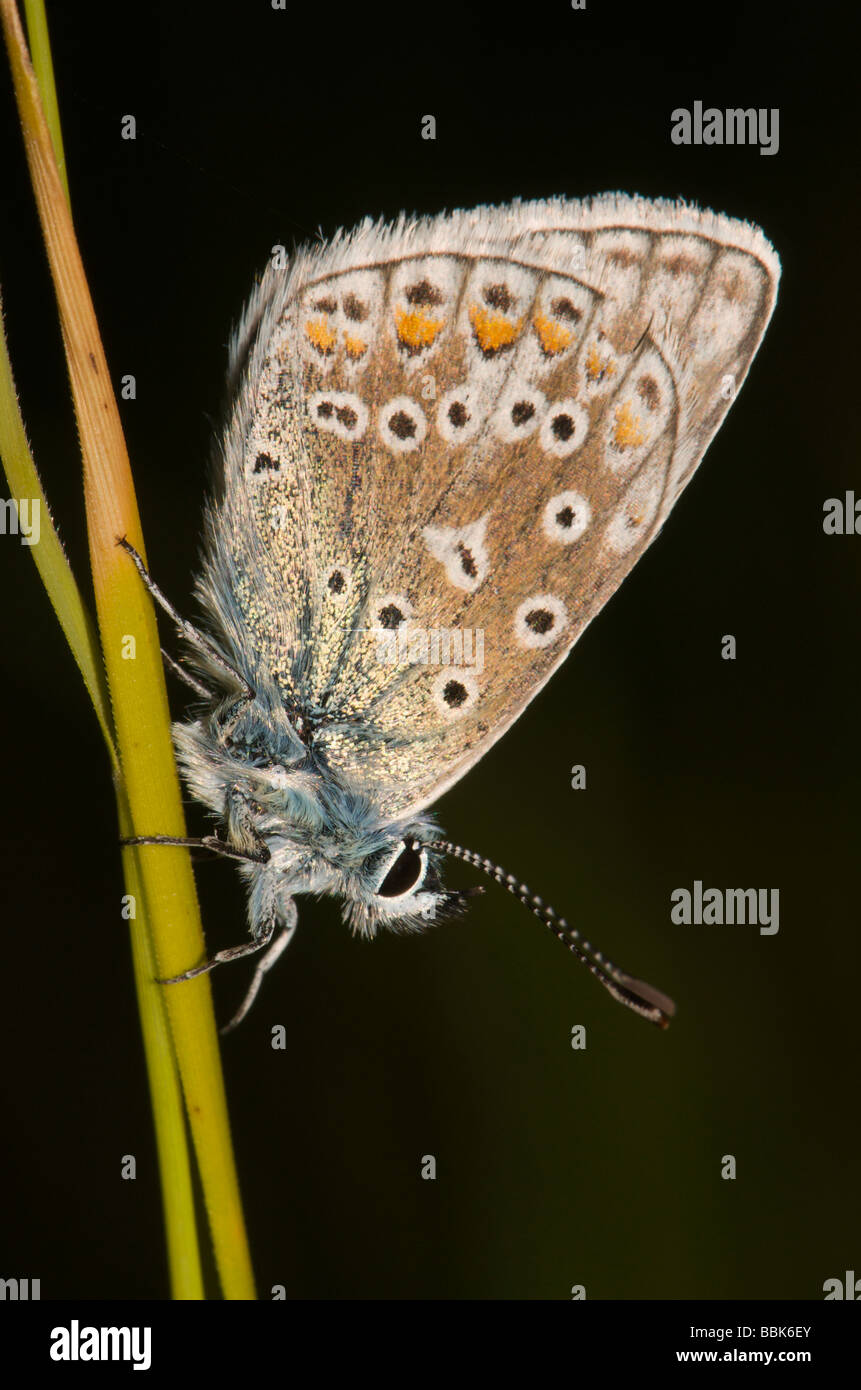 Common Blue butterfly Stock Photo - Alamy
