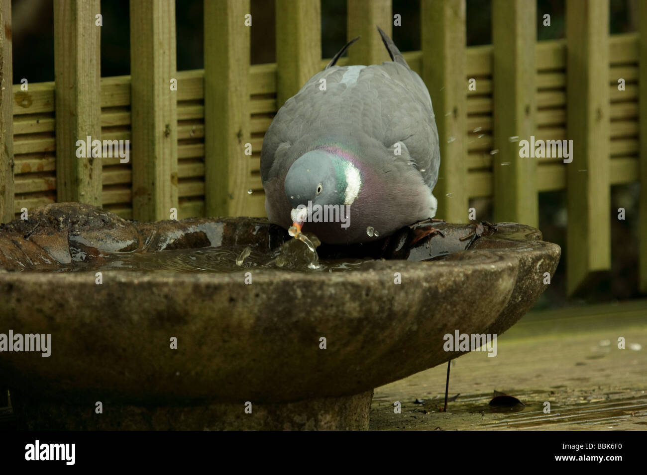 Wood Pigeon washing in bird bath in Devon UK 2009 Stock Photo - Alamy