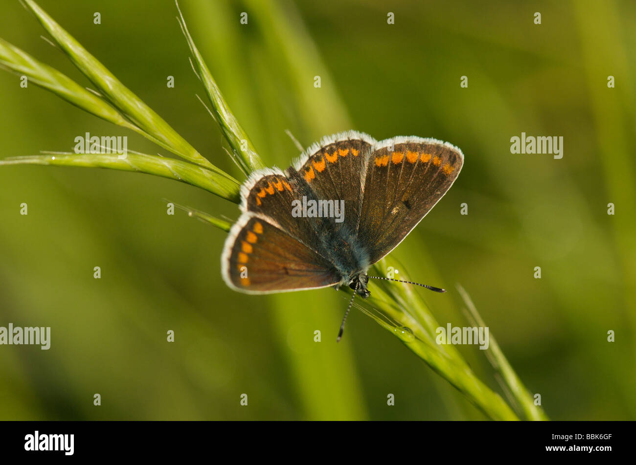 Brown Argus butterfly bathing in early morning sunlight Stock Photo - Alamy