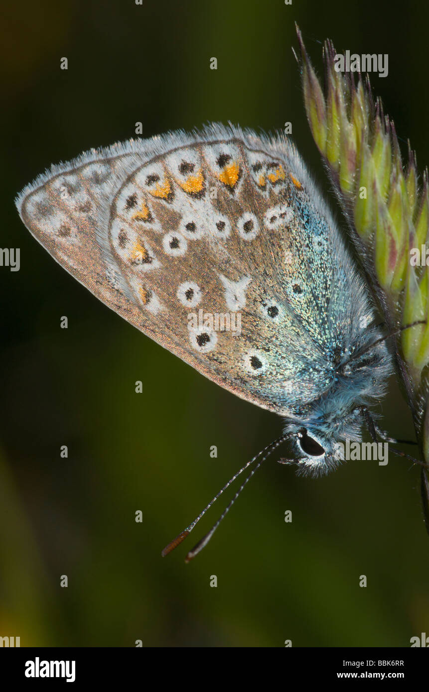 Common Blue female Stock Photo - Alamy