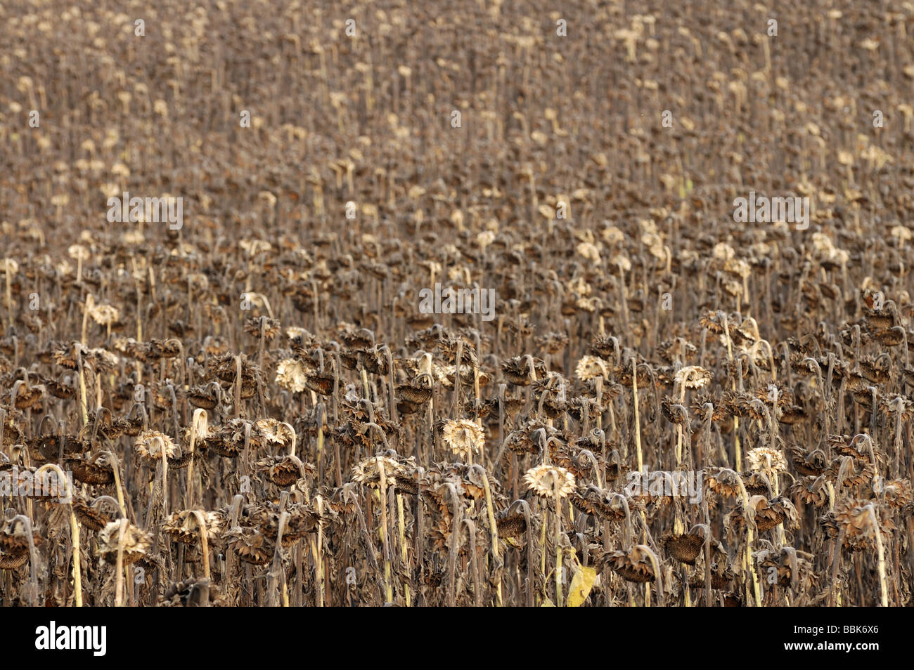 Withered crops hi-res stock photography and images - Alamy