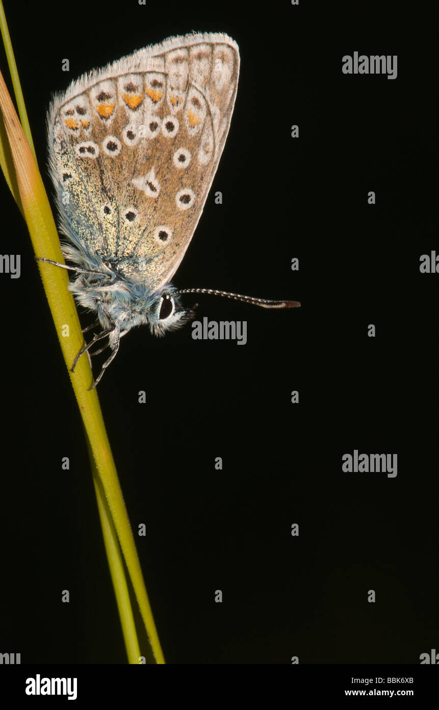 Common Blue female Stock Photo - Alamy
