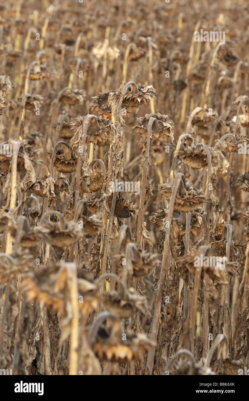 Withered Crops High Resolution Stock Photography and Images - Alamy